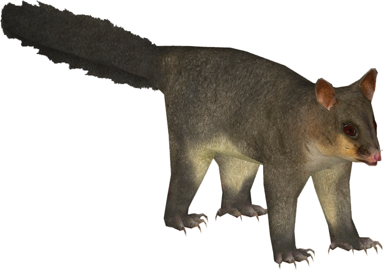 Congratulations! The PNG Image Has Been Downloaded (Common Brushtail ...