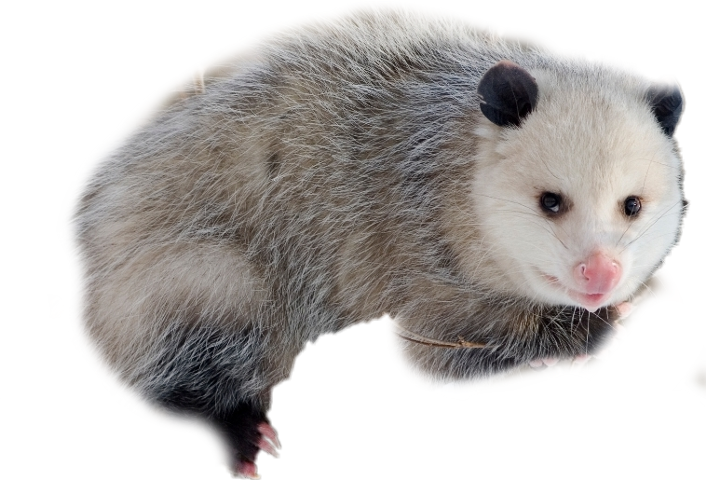 Congratulations! The PNG Image Has Been Downloaded (Transparent Opossum ...