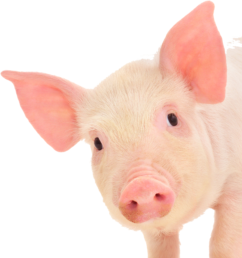 Congratulations! The PNG Image Has Been Downloaded (Pig Ears Png - Pig ...