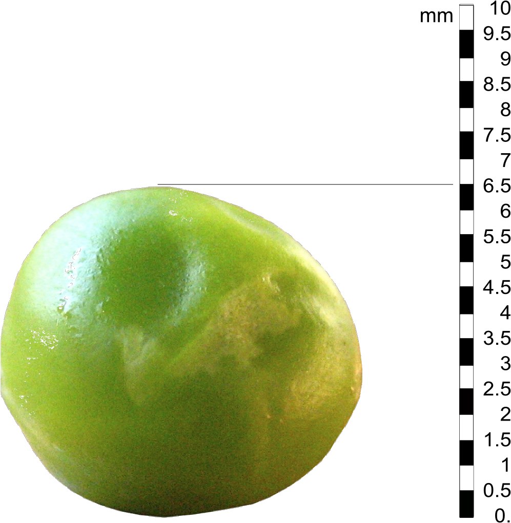 Congratulations! The PNG Image Has Been Downloaded (Transparent Pea Png ...