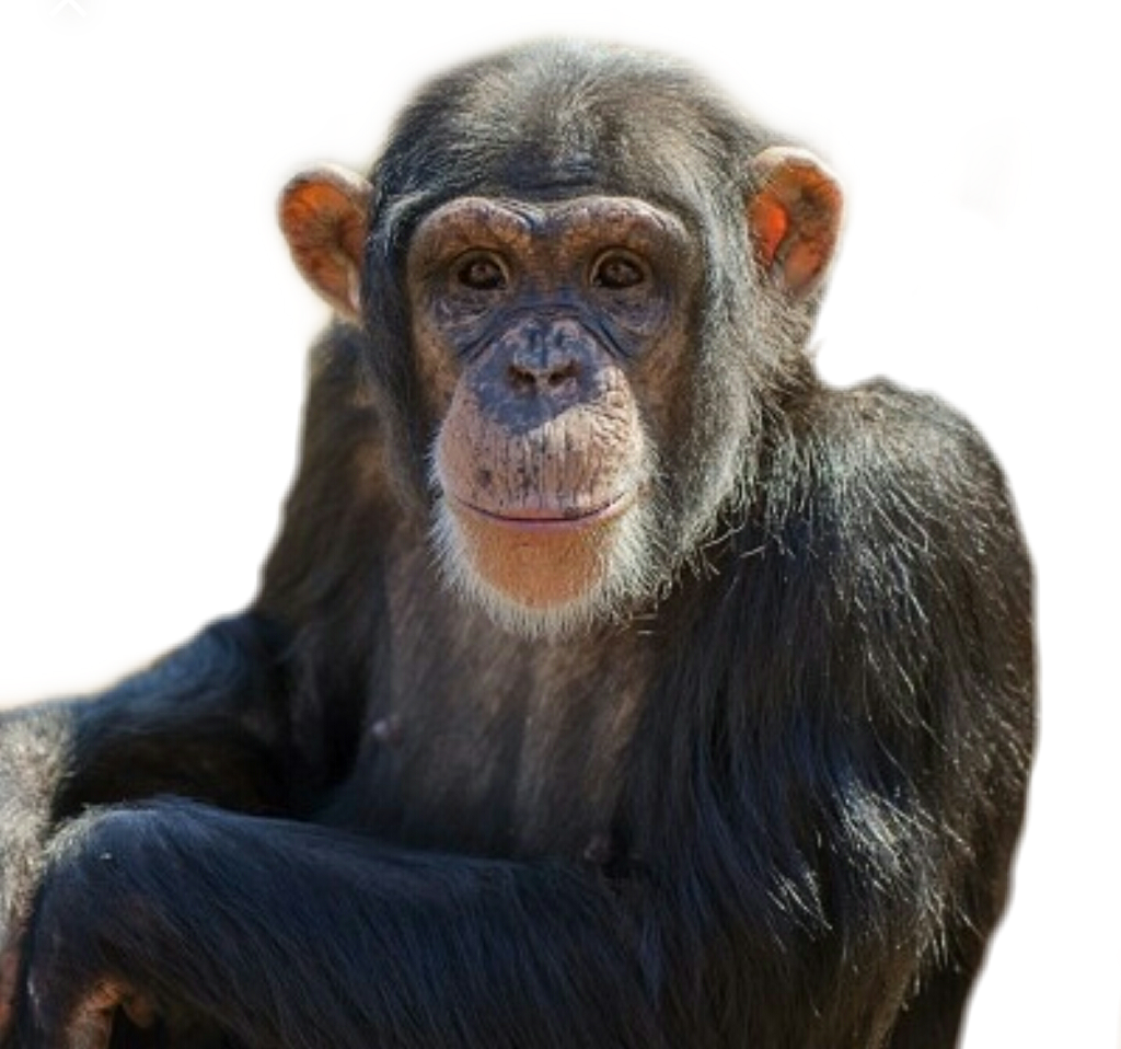 Congratulations! The PNG Image Has Been Downloaded (#monkey #animal # ...