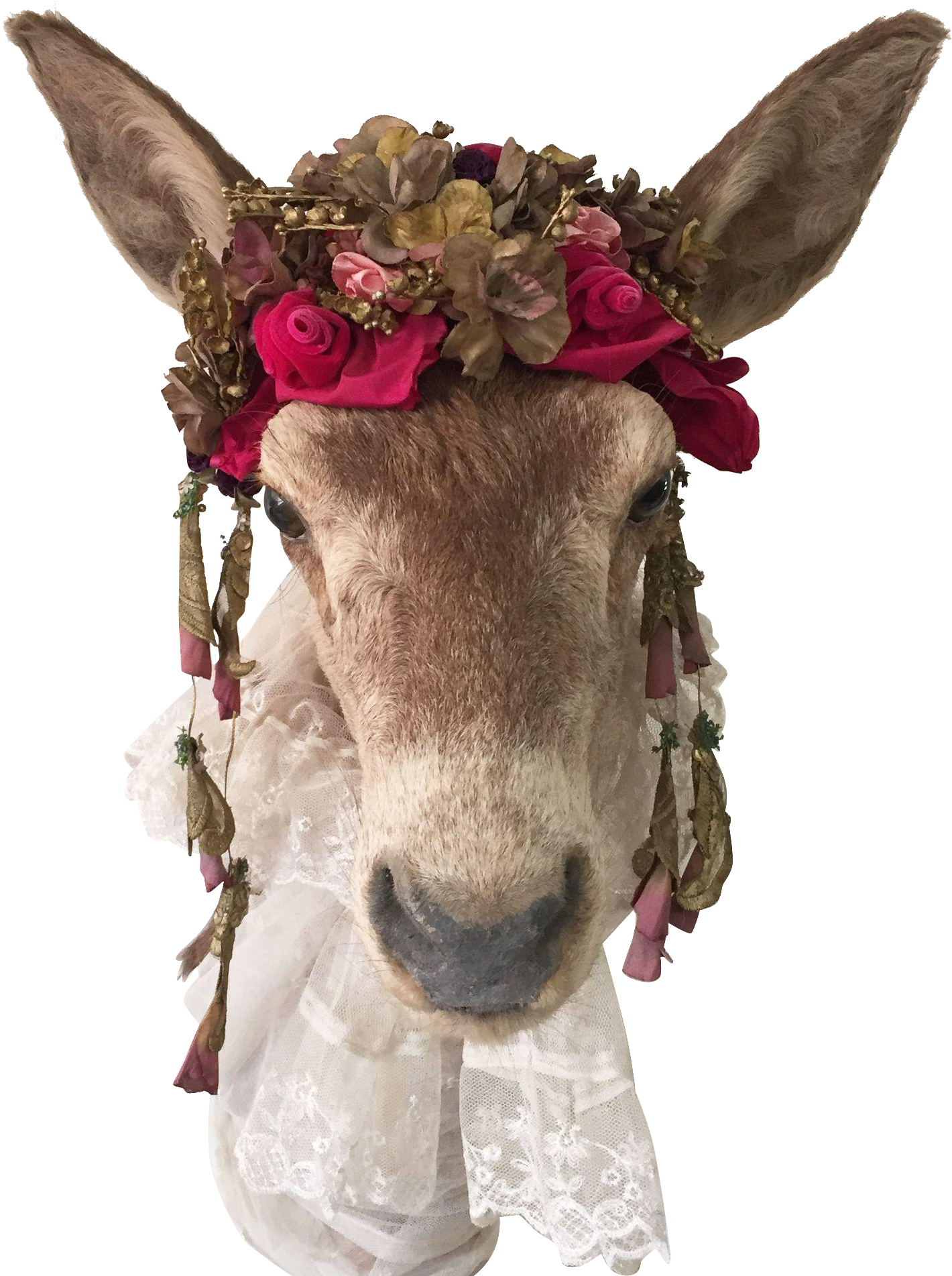 Congratulations! The PNG Image Has Been Downloaded (Horse Livestock ...
