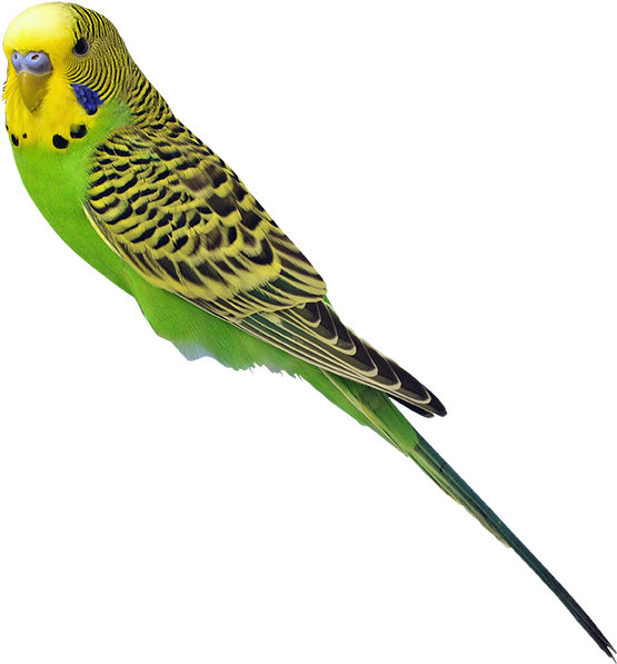 Congratulations! The PNG Image Has Been Downloaded (Parakeet ...