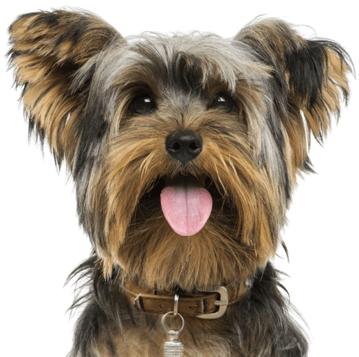 Congratulations! The PNG Image Has Been Downloaded (Yorkshire Terrier ...