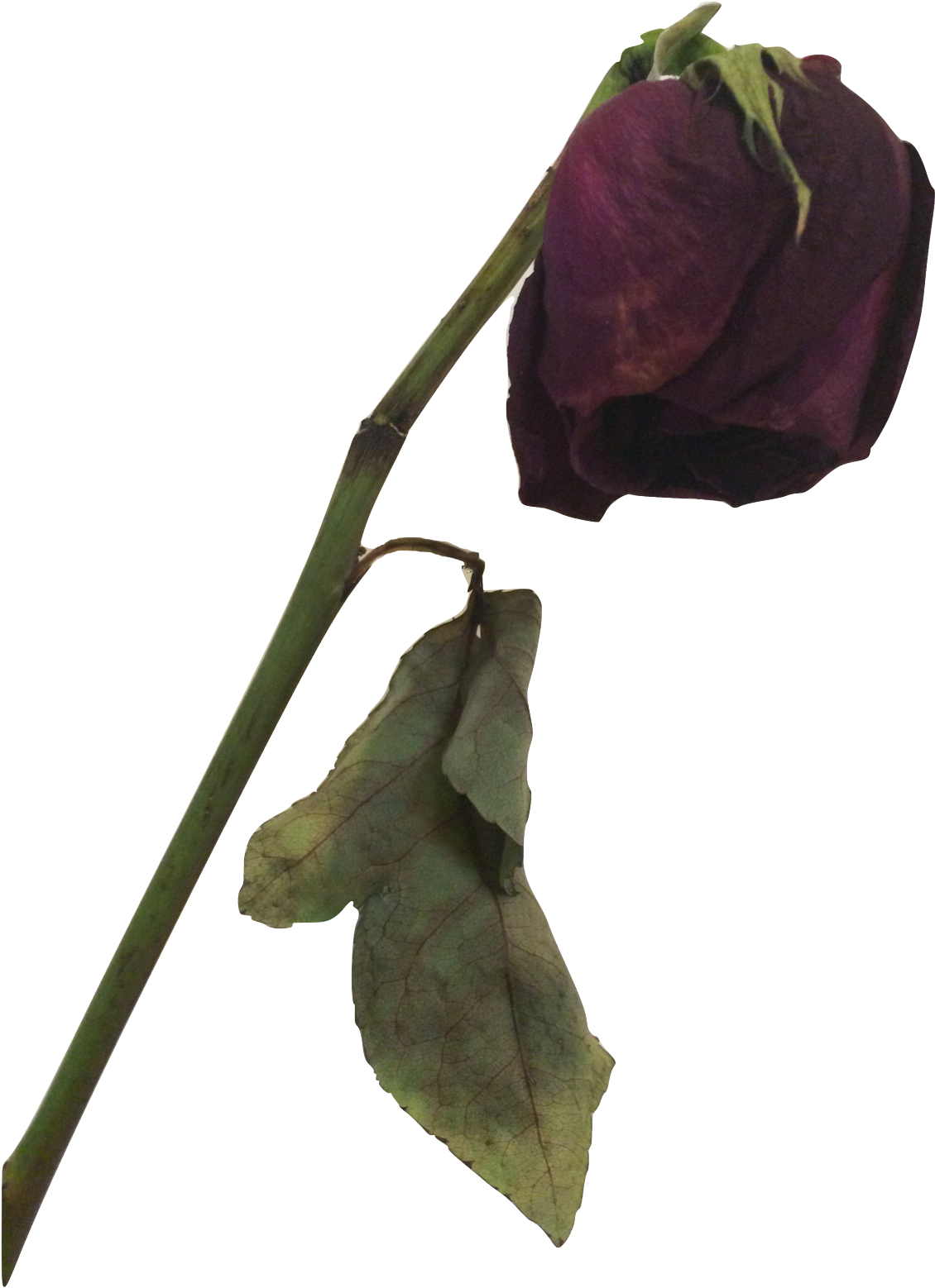 Congratulations! The PNG Image Has Been Downloaded (Dead Rose Png ...