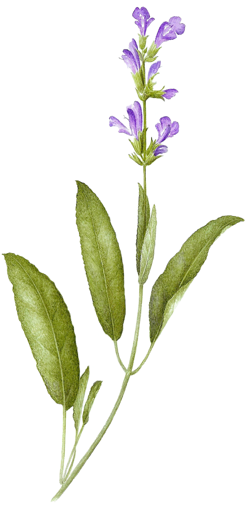 Congratulations! The PNG Image Has Been Downloaded (Transparent Sage ...