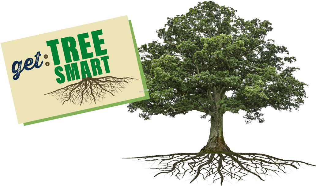 Congratulations! The PNG Image Has Been Downloaded (Tree, Showing Roots ...