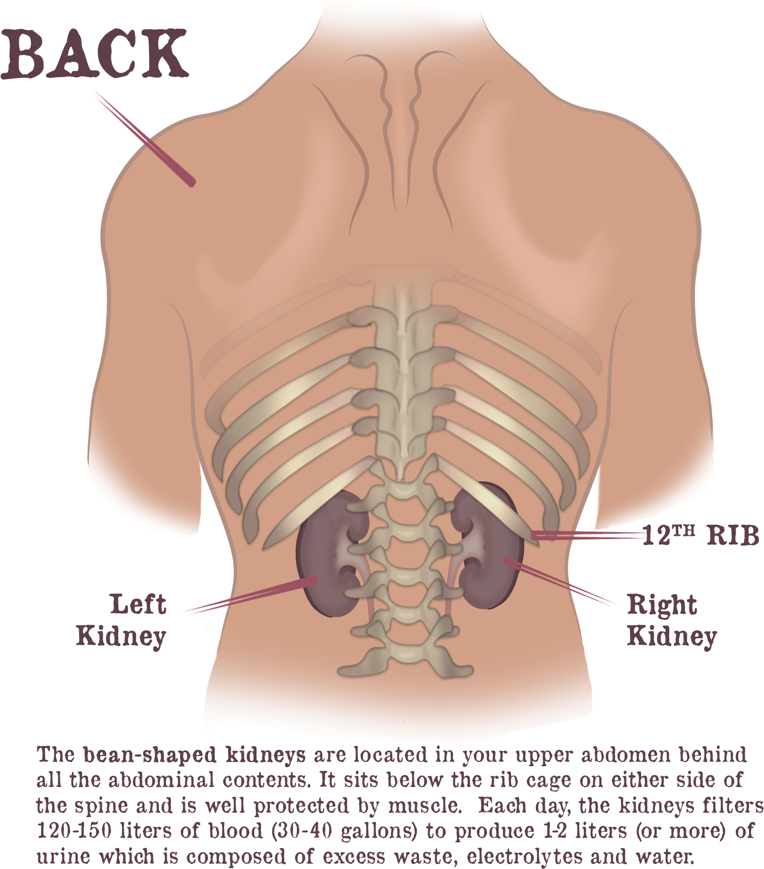 Congratulations! The PNG Image Has Been Downloaded (Kidney And Rib Cage ...