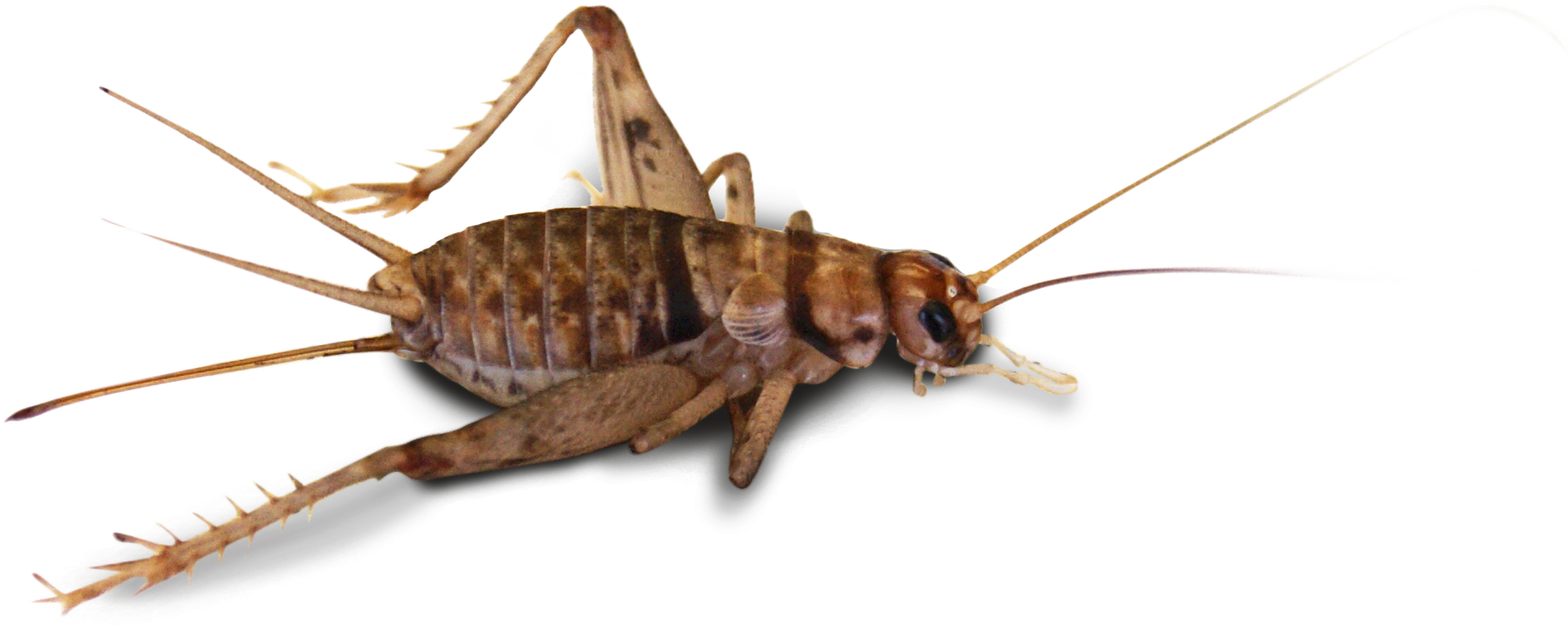 Congratulations! The PNG Image Has Been Downloaded (Cricket Insect ...