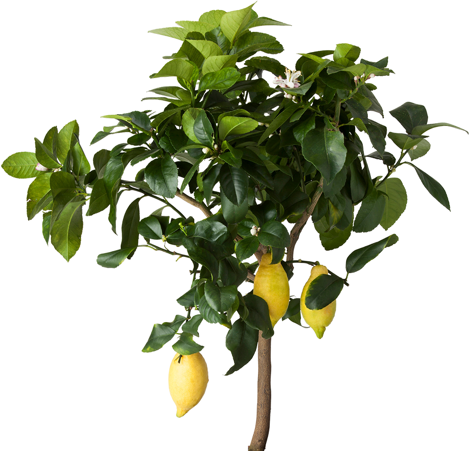 Congratulations! The PNG Image Has Been Downloaded (Lemon Tree Png ...