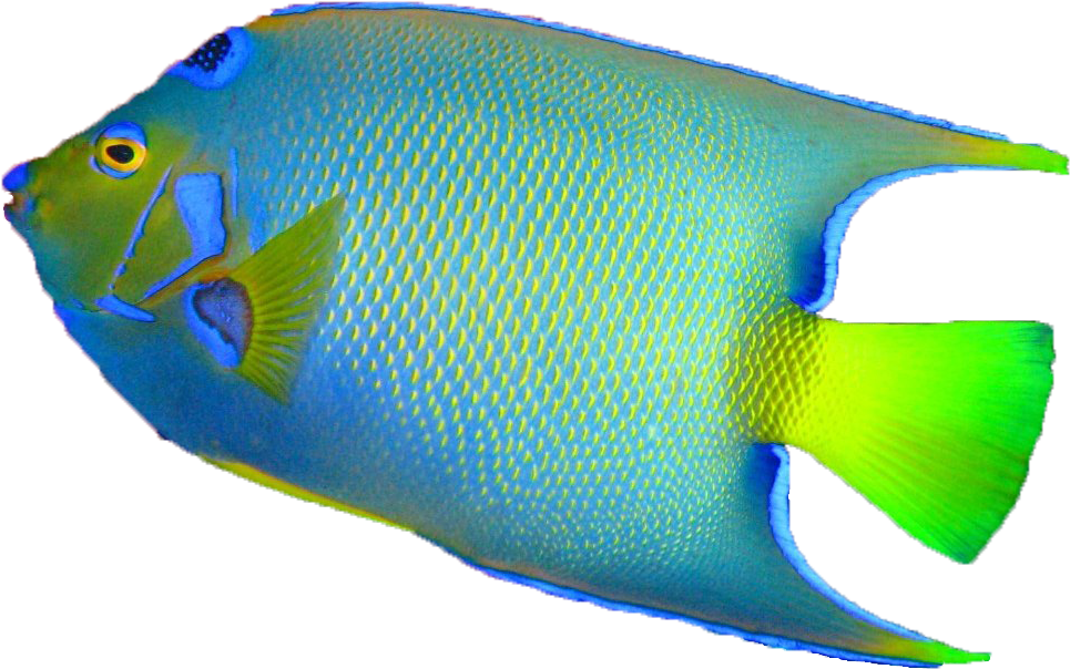 Congratulations! The PNG Image Has Been Downloaded (Transparent Fish ...