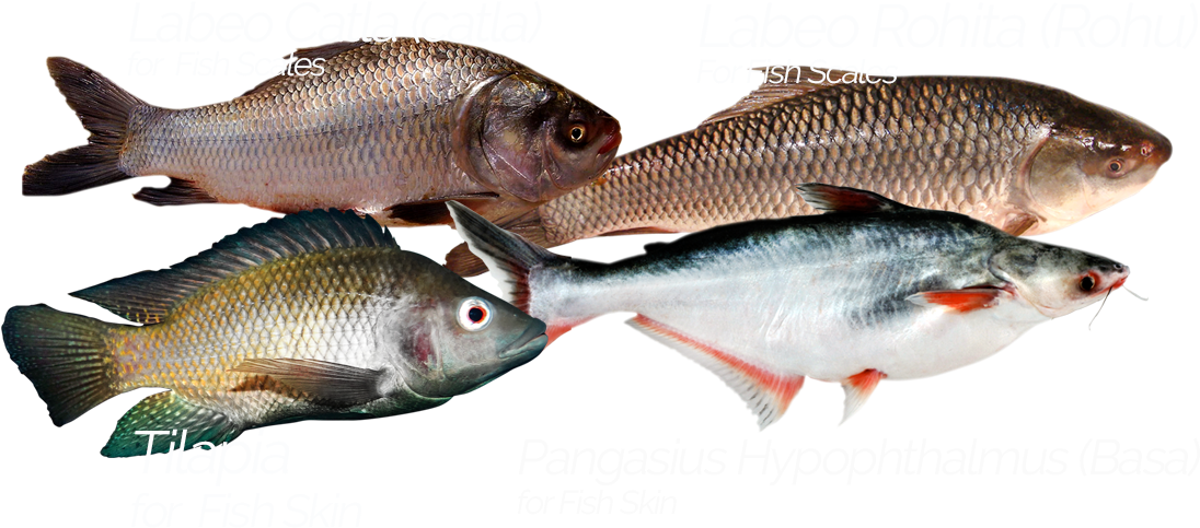 Congratulations! The PNG Image Has Been Downloaded (Transparent Fish ...