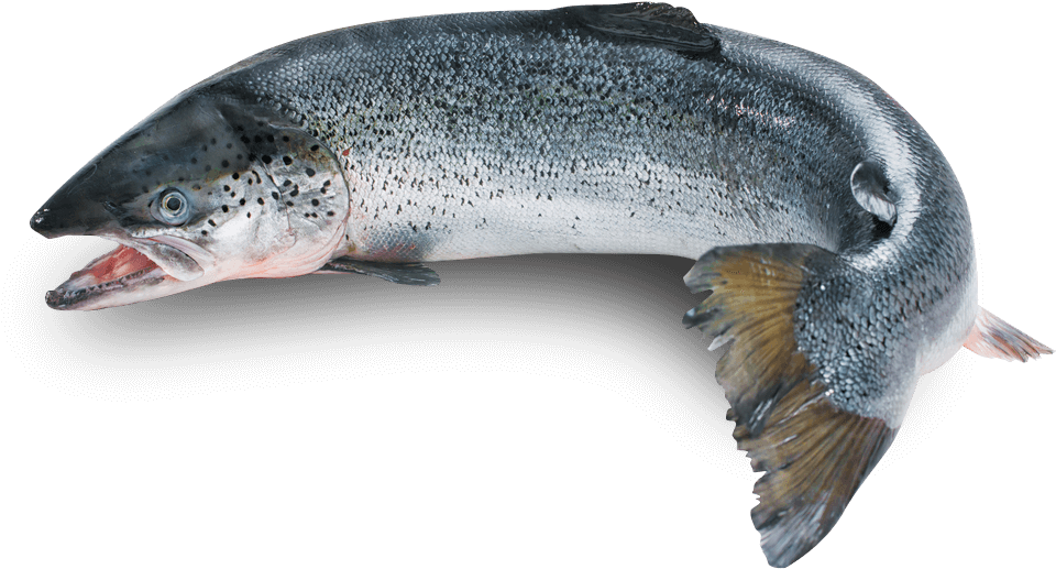 Congratulations! The PNG Image Has Been Downloaded (Transparent Cooked ...