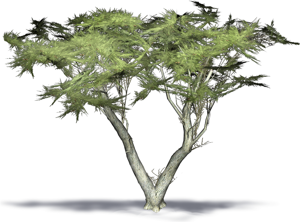Congratulations! The PNG Image Has Been Downloaded (Transparent Cypress ...