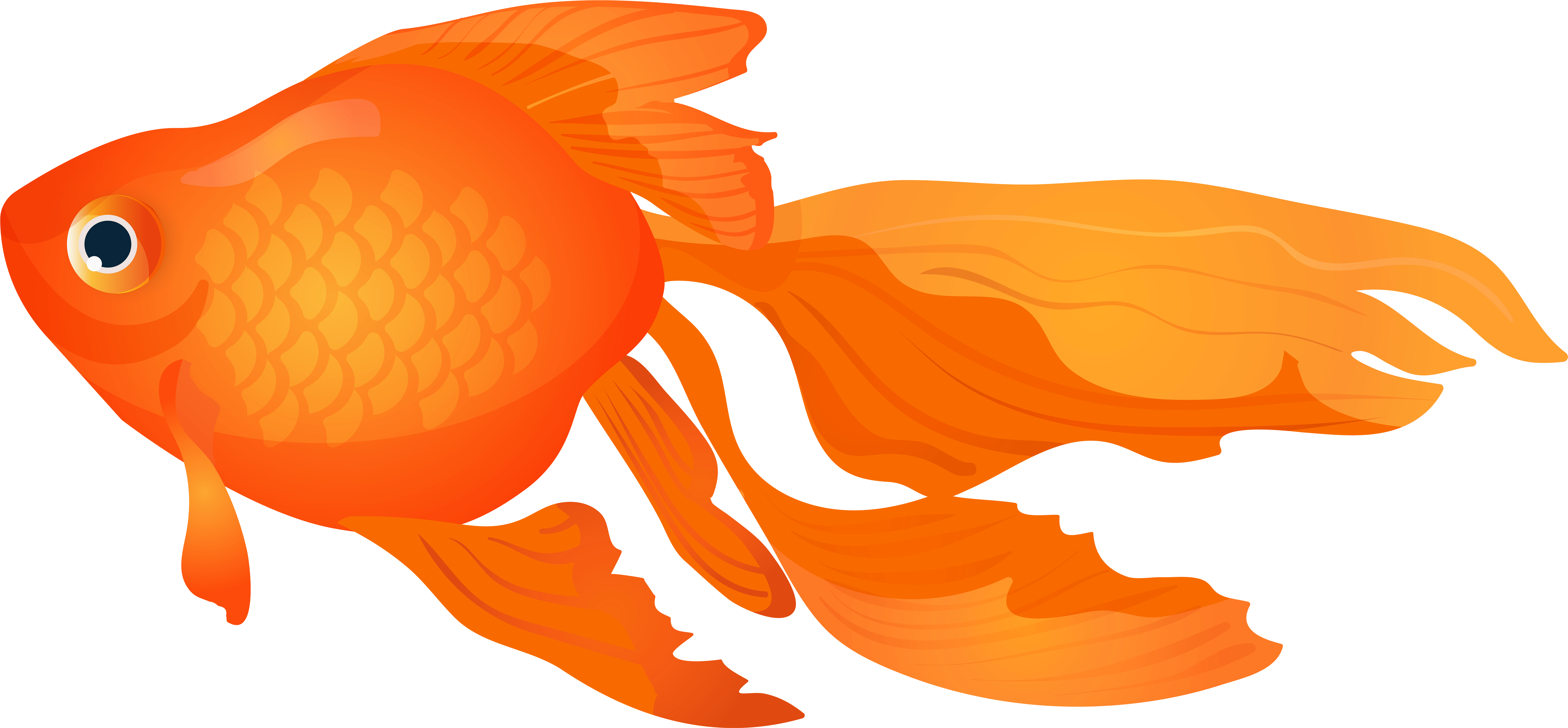 Congratulations! The PNG Image Has Been Downloaded (Goldfish Vector ...