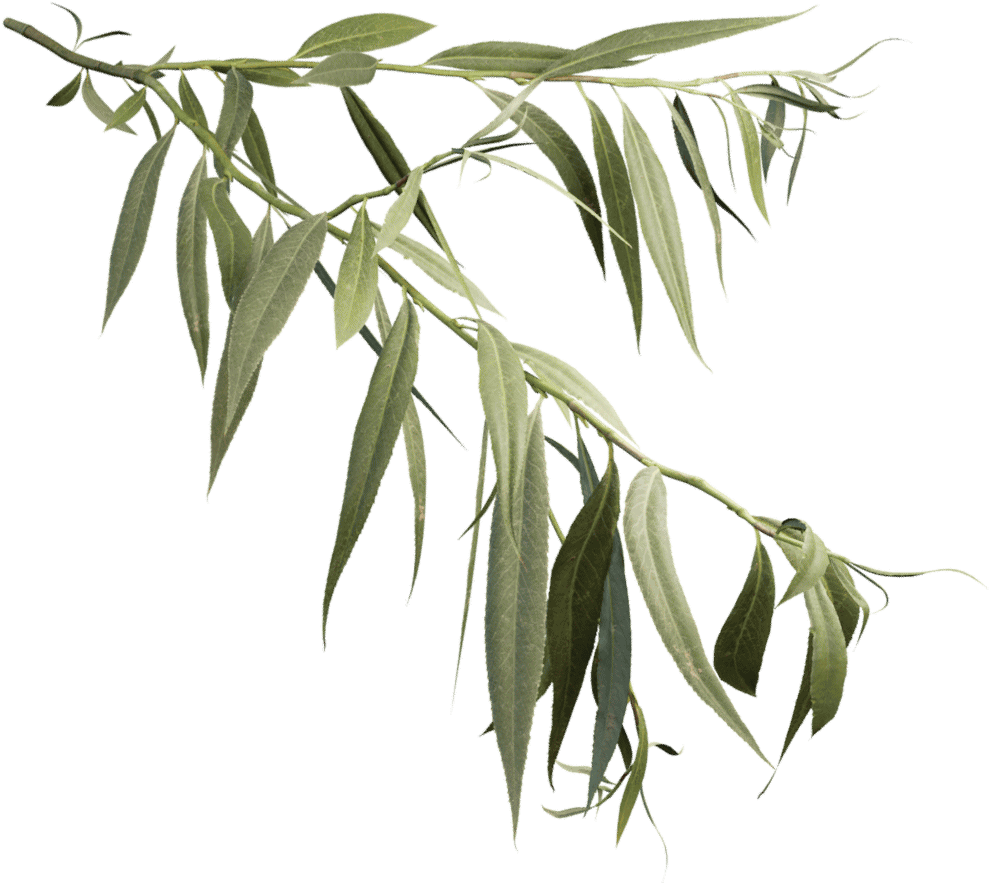 Congratulations! The PNG Image Has Been Downloaded (Weeping Willow ...
