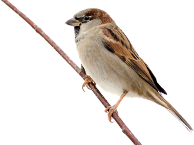 Congratulations! The PNG Image Has Been Downloaded (Sparrow Png ...