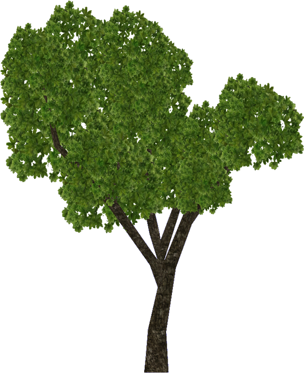 Congratulations! The PNG Image Has Been Downloaded (Sal Tree , Png ...