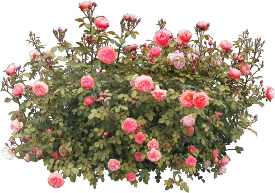 Congratulations! The PNG Image Has Been Downloaded (#flower #flowers # ...