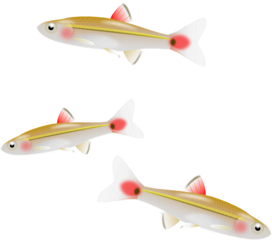 Congratulations! The PNG Image Has Been Downloaded (Minnow Clipart ...