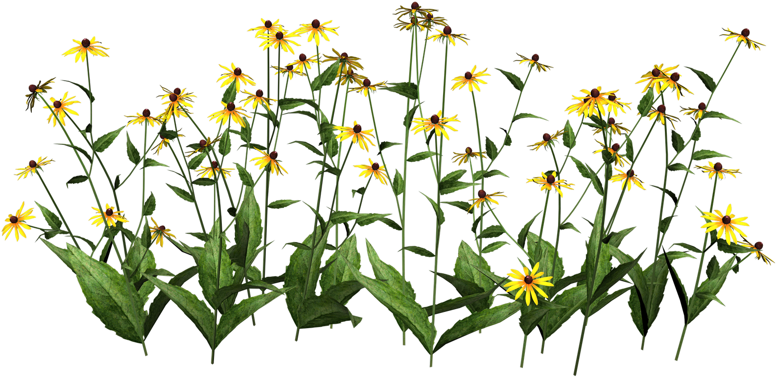 Congratulations! The PNG Image Has Been Downloaded (Transparent Plant ...