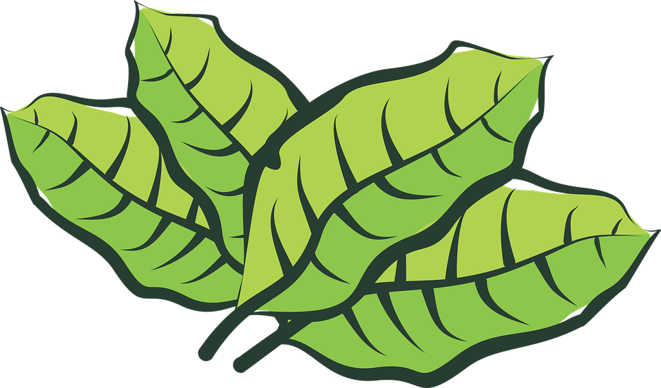 Congratulations! The PNG Image Has Been Downloaded (Leaf, Vegetable ...