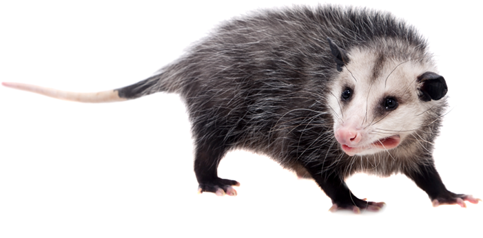Congratulations! The PNG Image Has Been Downloaded (Opossums With White ...