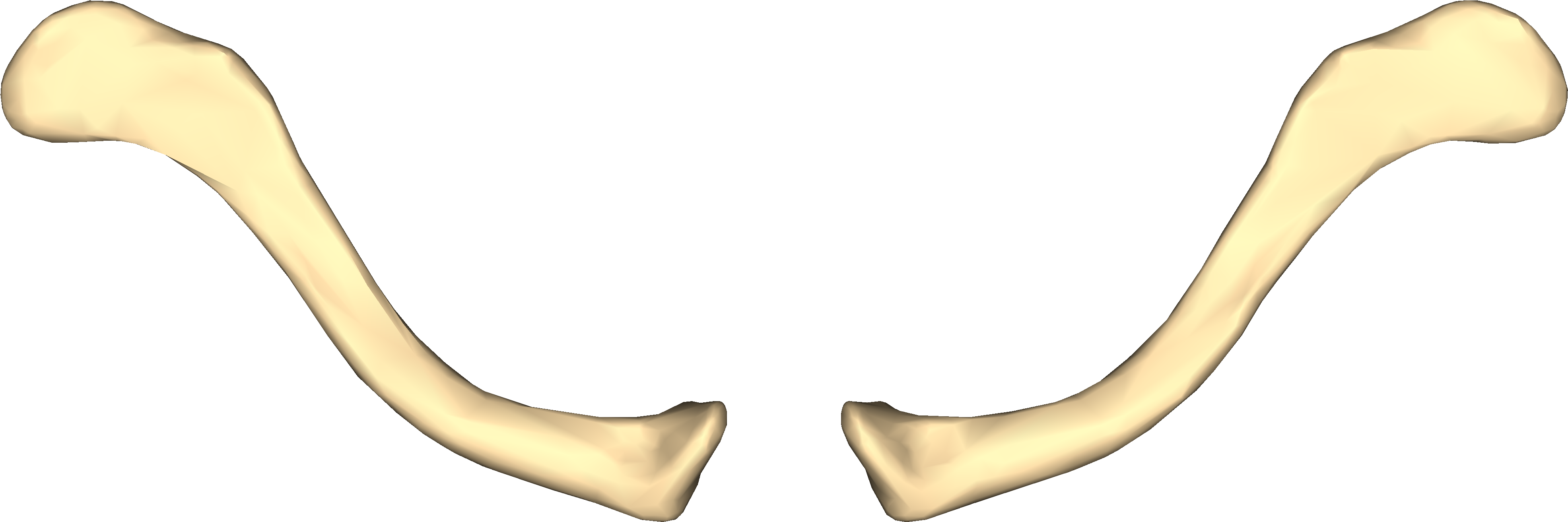 Congratulations! The PNG Image Has Been Downloaded (File - Clavicle ...