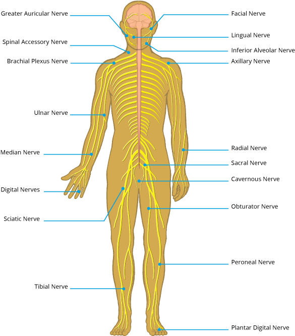 Congratulations! The PNG Image Has Been Downloaded (Central Nervous ...