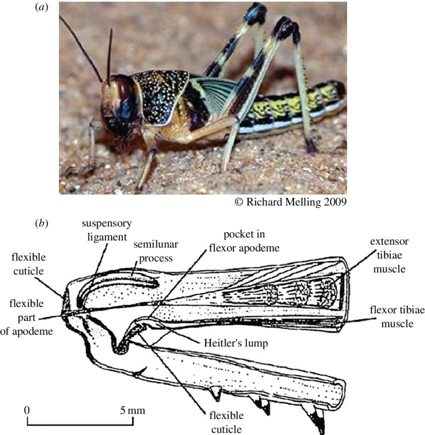 Congratulations! The PNG Image Has Been Downloaded (Locust And (b) The ...