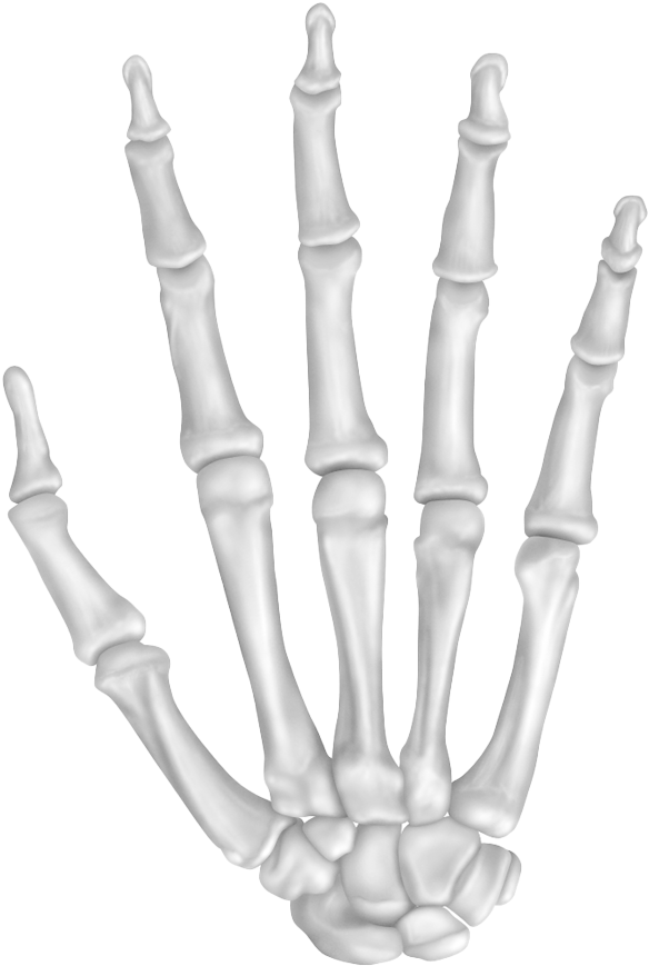 Congratulations! The PNG Image Has Been Downloaded (Bone Png Pic - Hand ...