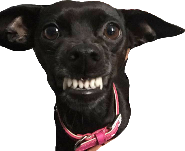 Congratulations! The PNG Image Has Been Downloaded (Angry Dog Png ...