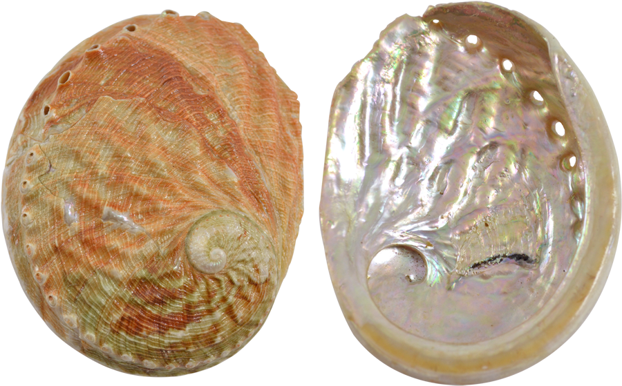 Congratulations! The PNG Image Has Been Downloaded (Abalone-red Wave 5 ...