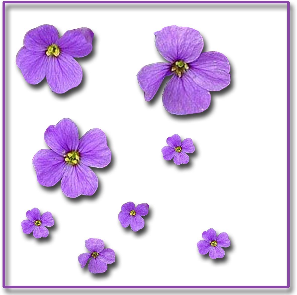 Congratulations! The PNG Image Has Been Downloaded (Single-flowers ...