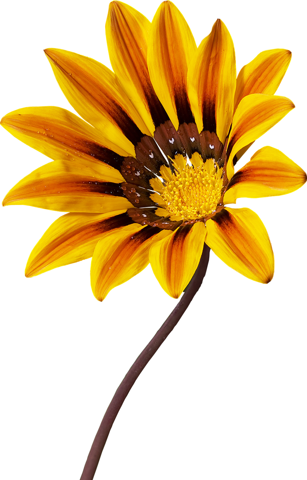 Congratulations! The PNG Image Has Been Downloaded (Single Flowers Png ...