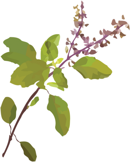 Congratulations! The PNG Image Has Been Downloaded (Tulsi Tree Png ...