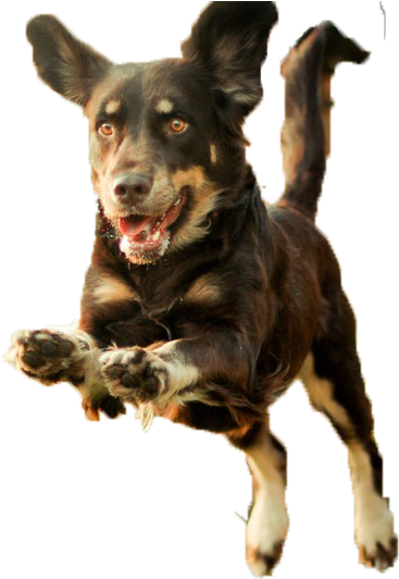Congratulations! The PNG Image Has Been Downloaded (Dog Puppy Runs ...