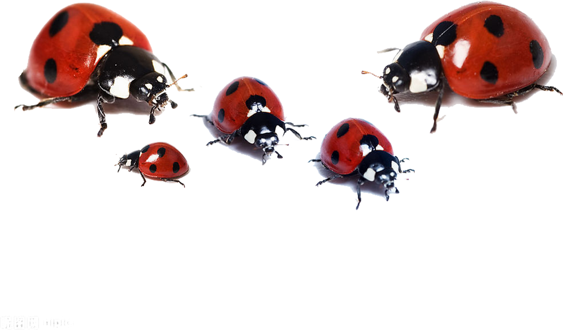 Congratulations! The PNG Image Has Been Downloaded (Ladybugs White ...