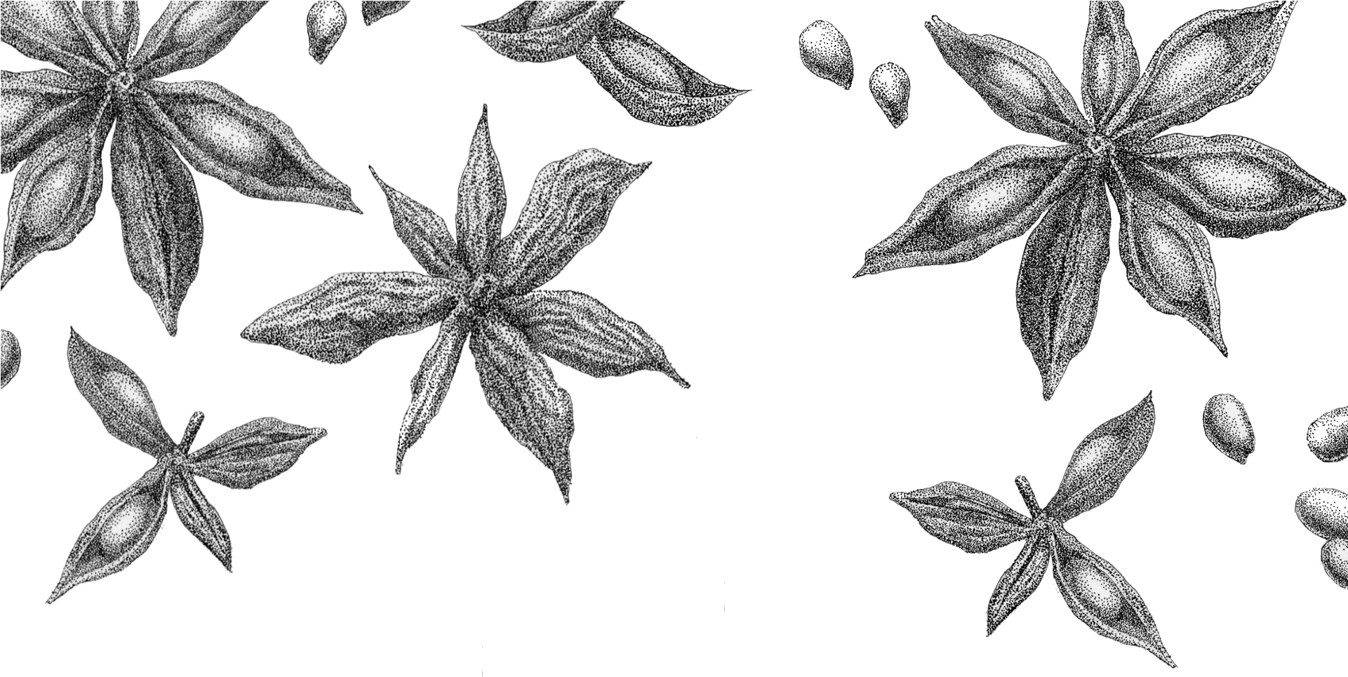 Congratulations! The PNG Image Has Been Downloaded (Star Anise Rev ...