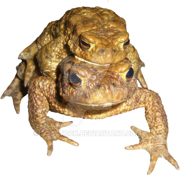 Congratulations! The PNG Image Has Been Downloaded (Two Toads On A ...