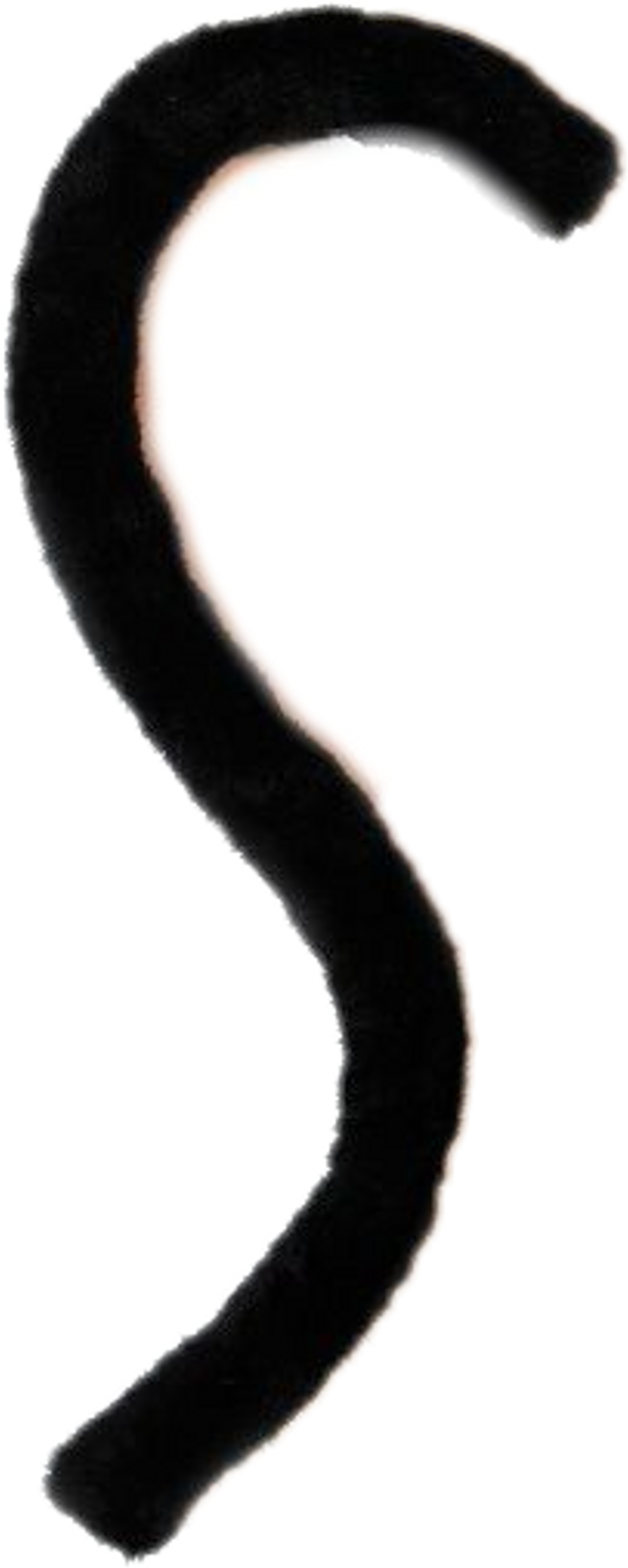 Congratulations! The PNG Image Has Been Downloaded (Cat , Png Download ...