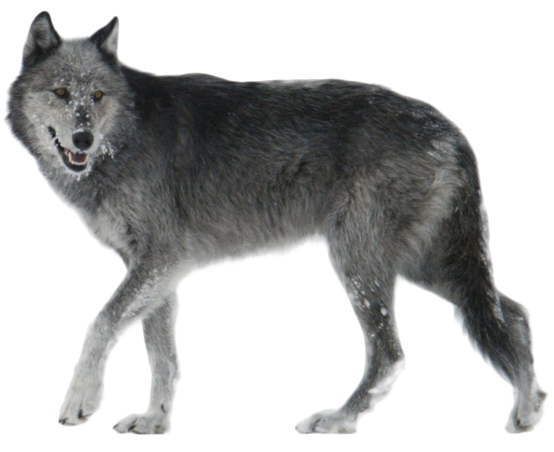 Congratulations! The PNG Image Has Been Downloaded (Wolf Png ...