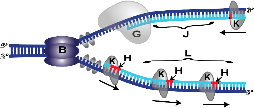 Congratulations! The PNG Image Has Been Downloaded (Transparent Dna Png ...