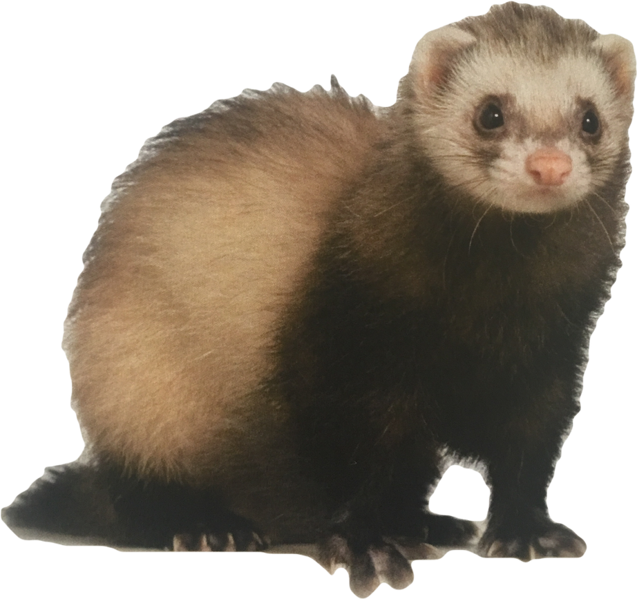Congratulations! The PNG Image Has Been Downloaded (#ferret #weasel # ...