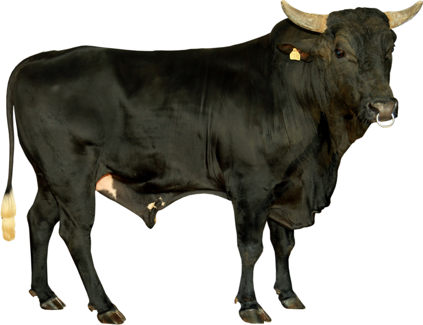 Congratulations! The PNG Image Has Been Downloaded (Bull, HD Png ...