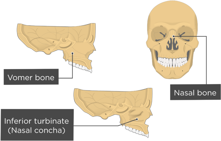 Congratulations! The PNG Image Has Been Downloaded (Nasal, Vomer, And ...
