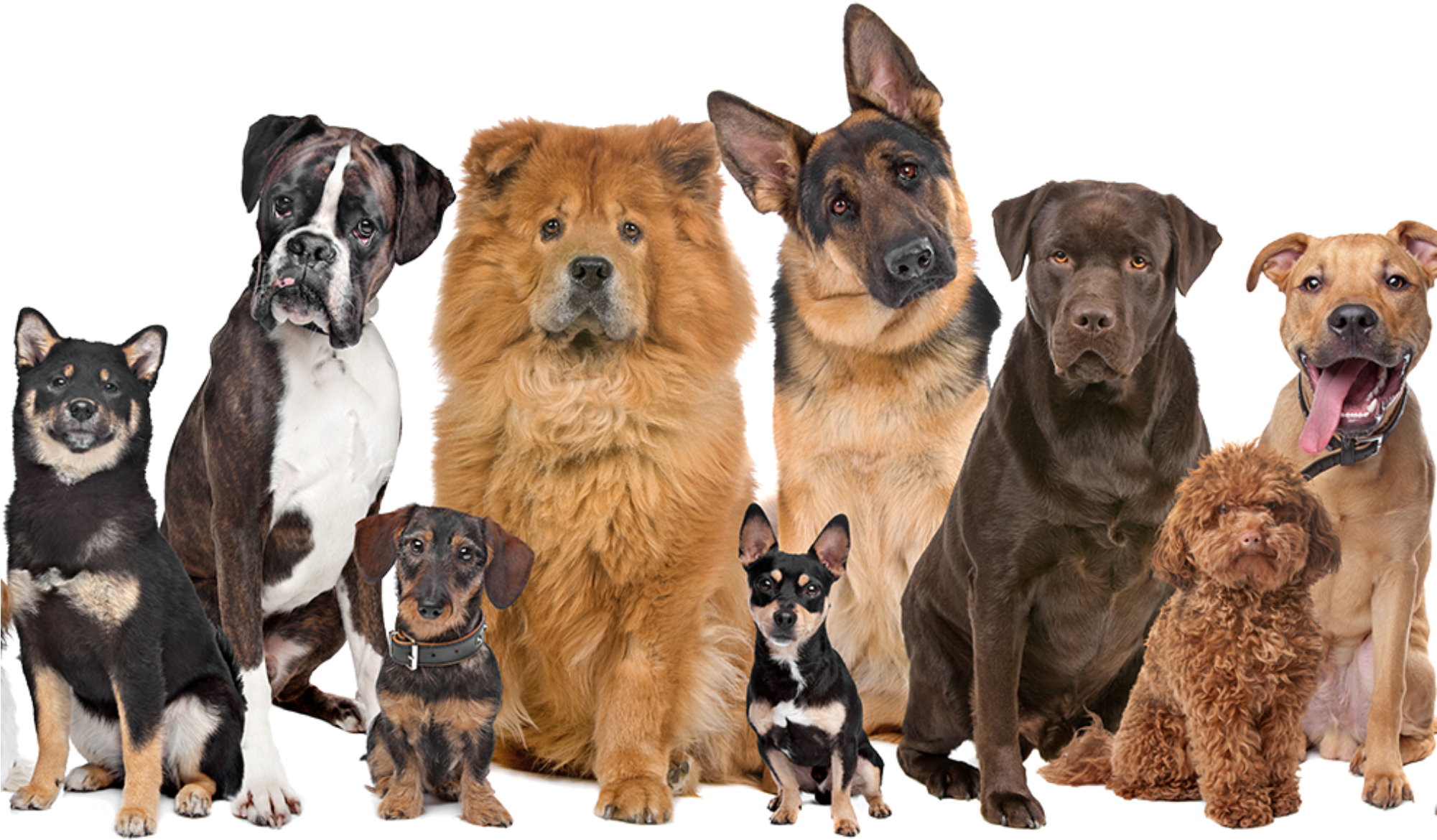Congratulations! The PNG Image Has Been Downloaded (Francesca S Barking ...