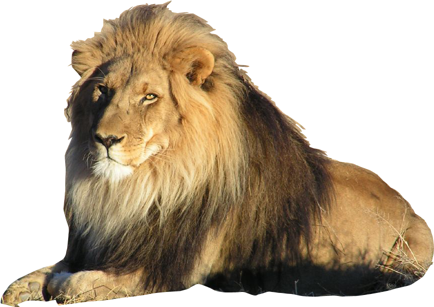Congratulations! The PNG Image Has Been Downloaded (Lion On Transparent ...