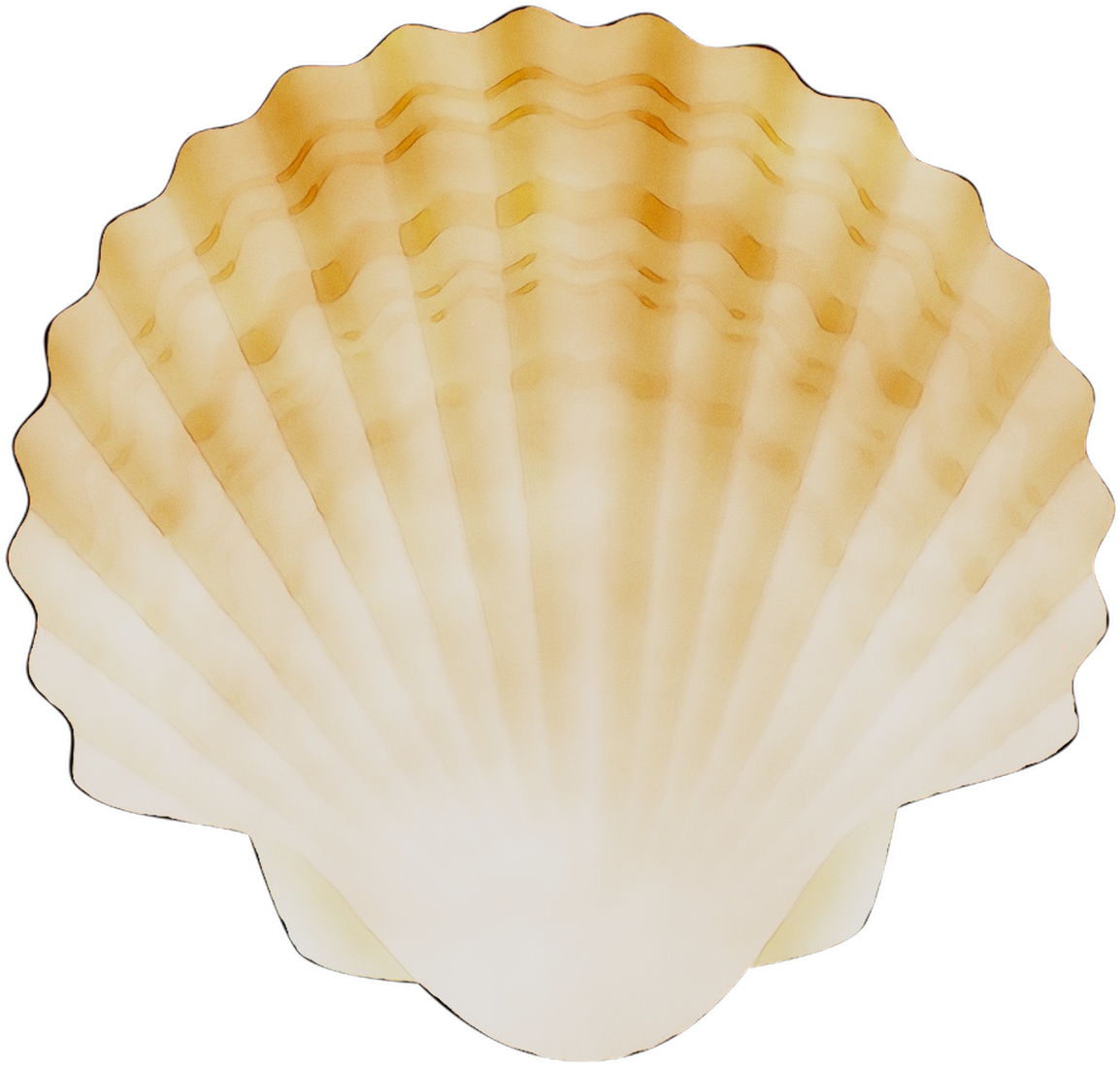 Congratulations! The PNG Image Has Been Downloaded (Cockle Conchology ...