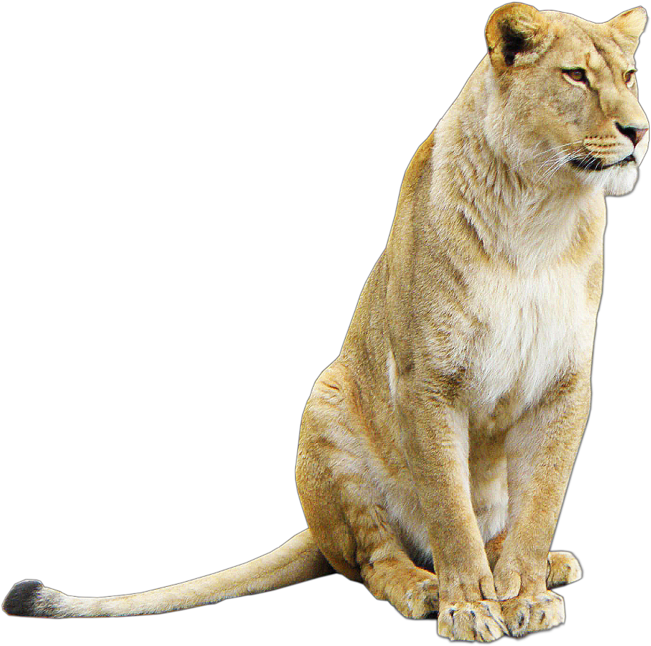 Congratulations! The PNG Image Has Been Downloaded (Transparent Lioness ...